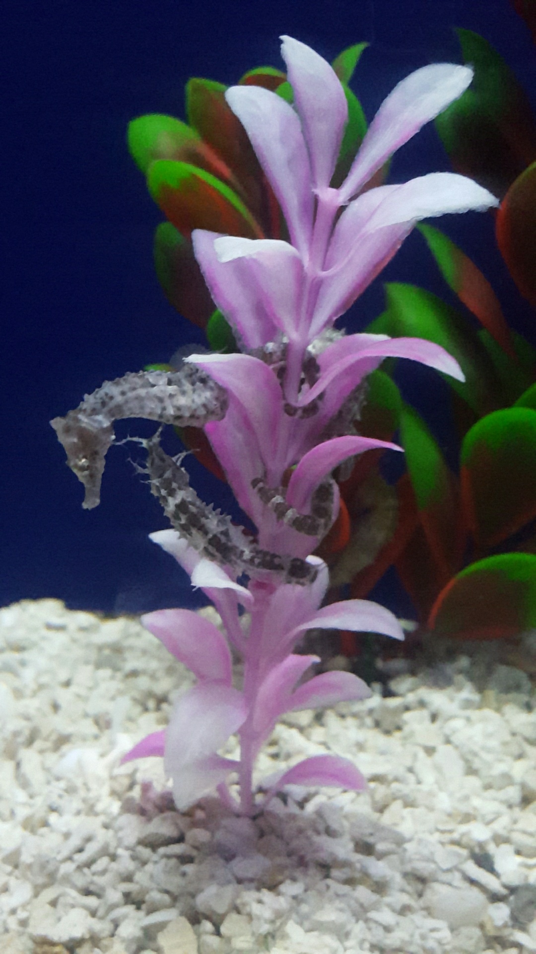 Toronto, Ontario – PigTailz